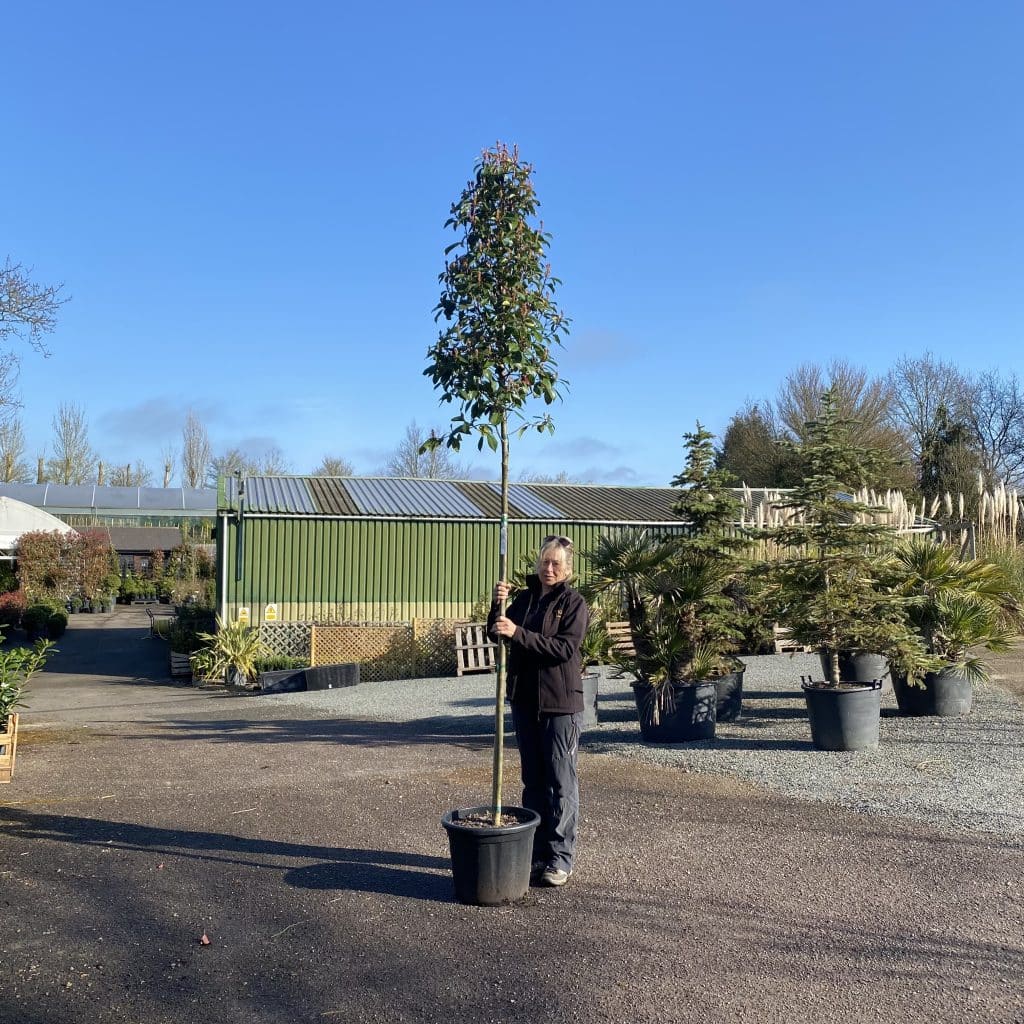Our Favourite Trees for New Build Gardens! - King and Co the Tree Nursery