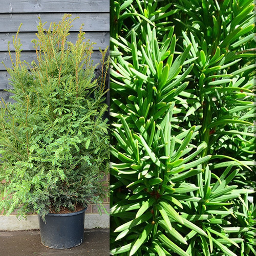 Buy Yew Hedging Plants | Taxus Baccata Hedging Plants | English Yew