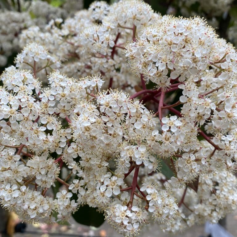 What is Photinia: An Essential Guide - King and Co the Tree Nursery