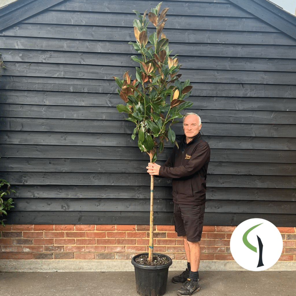 Order Evergreen magnolia trees - half standard 8-10cm girth - King and ...