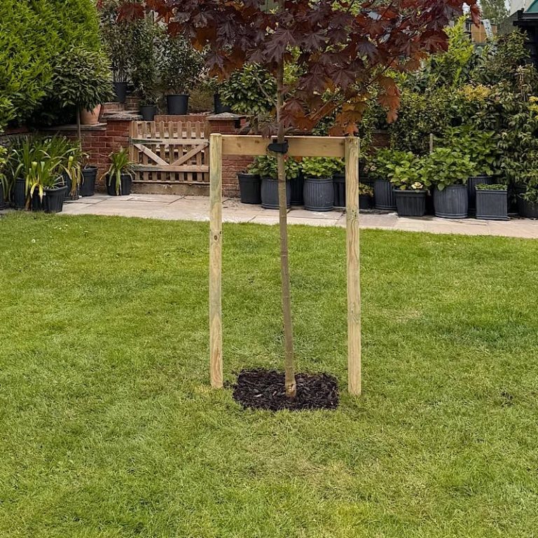Planting Tips for Your Newly Planted Tree - King and Co the Tree Nursery
