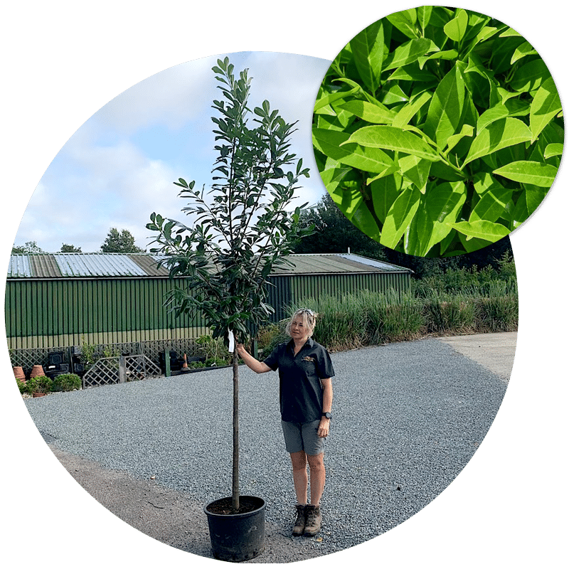Laurel Trees (Prunus) For Sale At Our Tree Nursery, Or Buy Online