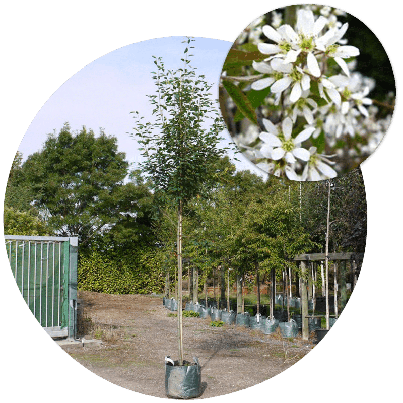 Buy Amelanchier Trees - Serviceberry trees for small gardens - King and ...