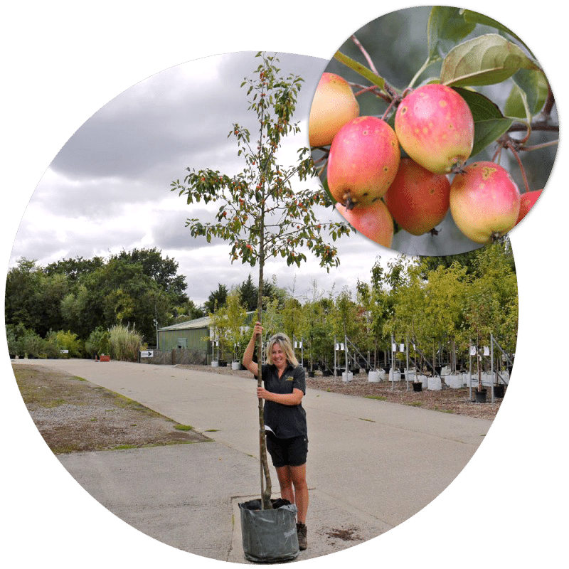 Buy Apple Trees - Buy Fruit Trees Online - Fast Delivery - King and Co ...