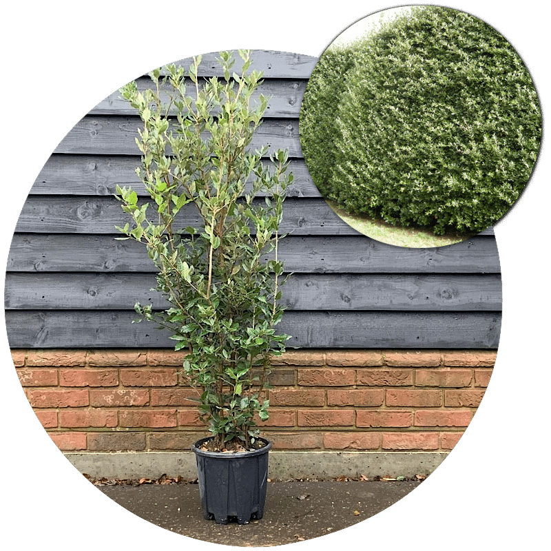 Buy Evergreen Oak Hedging Plants Online. Evergreen Oak for Sale Direct ...