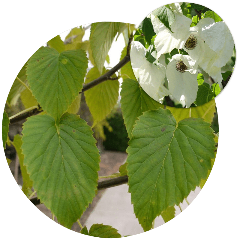 Handkerchief or Dove Tree (Davidia involucrata)