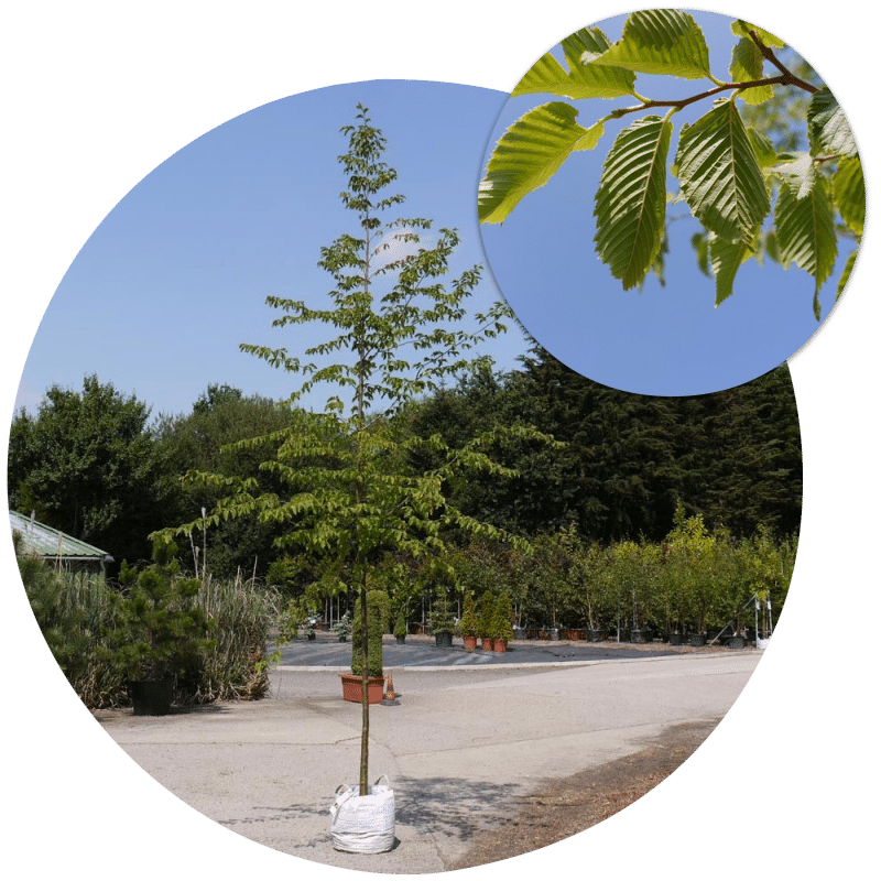 Hop Hornbeam (Ostrya carpinifolia)