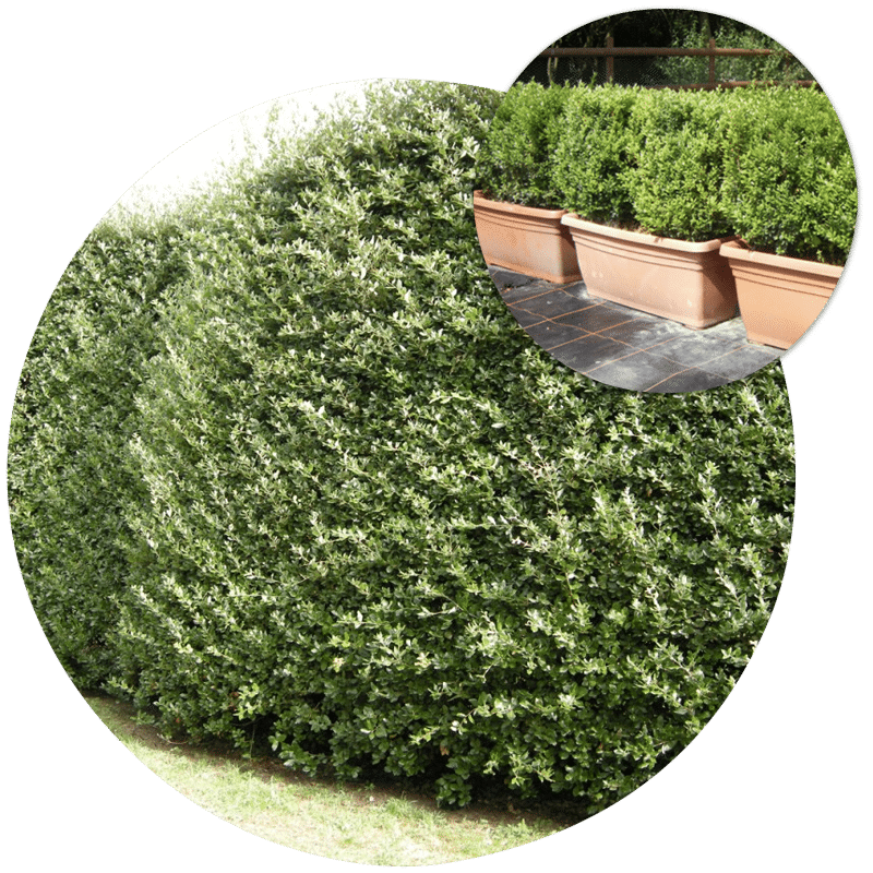 Instant Hedging: Perfect for Privacy Screens