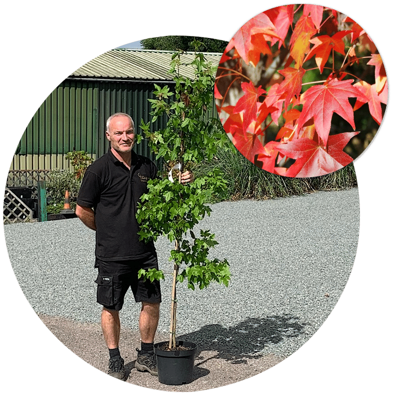 Buy Liquidambar Trees - Sweet Gum Trees for Autumn Interest - King and ...