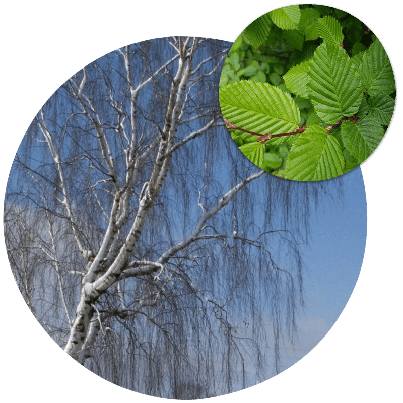 Buy Native Hedging - Native Trees and Hedging Plants for Sale - King ...