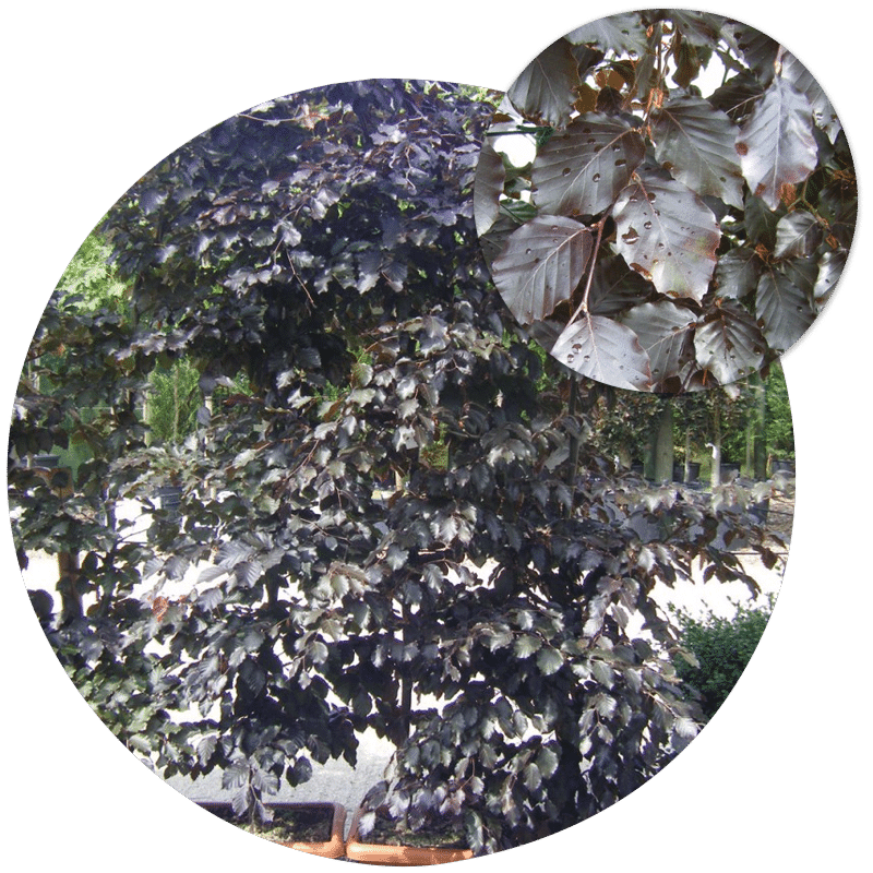 Native Hedging Varieties - King and Co the Tree Nursery