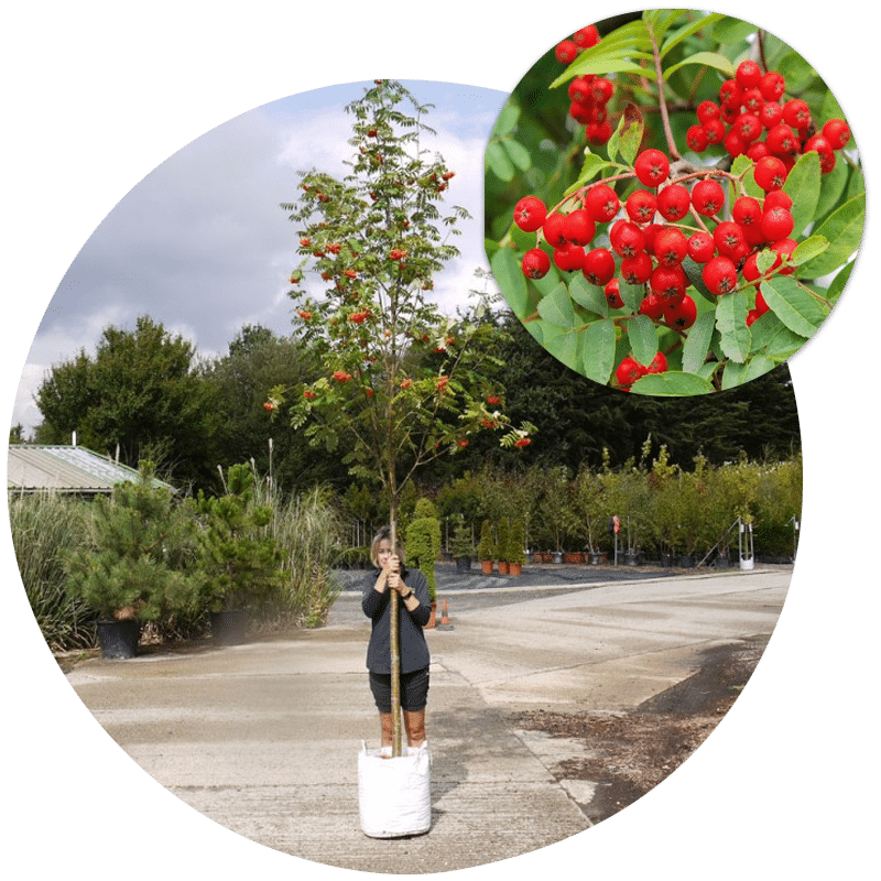 Buy Sorbus trees online including Whitebeam, Mountain Ash and Rowan trees