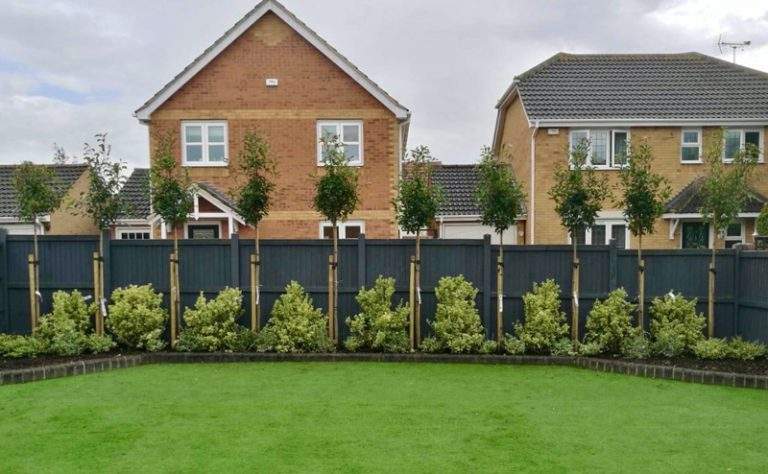 Top 10 Screening Trees - King and Co the Tree Nursery