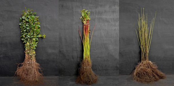 Buy Trees Online - Fast Delivery - Award Winning Nursery - King and Co ...