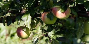 Buy Trees Online - Fast Delivery - Award Winning Nursery - King and Co ...