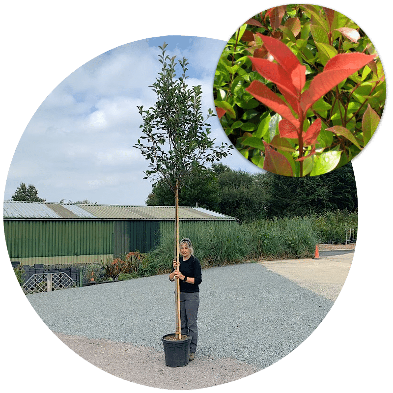 Buy Photinia Trees. Photinia x Fraseri trees for sale