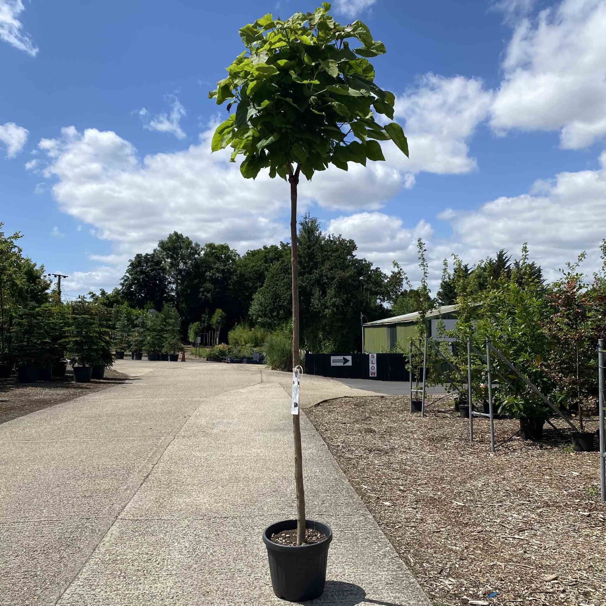 10 Trees for Small Gardens! - King and Co the Tree Nursery