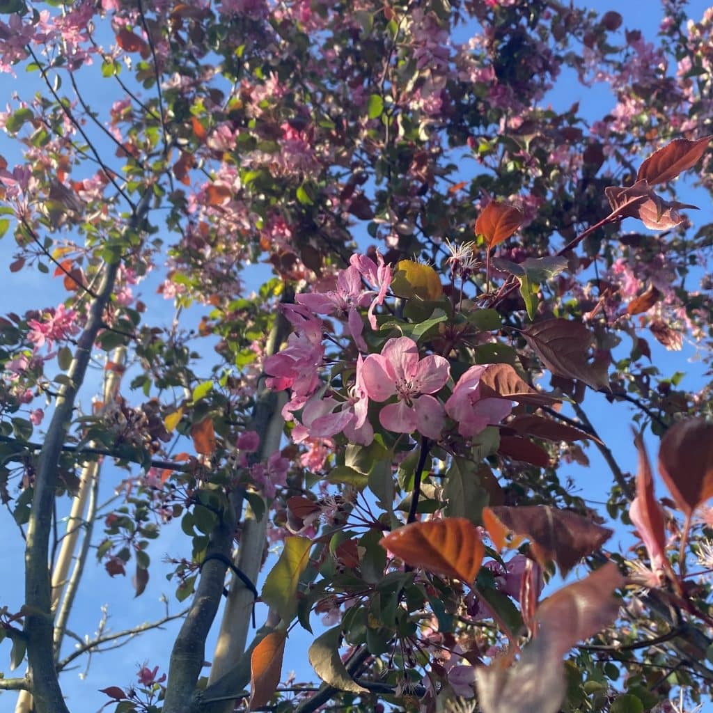 Latest News - King and Co the Tree Nursery