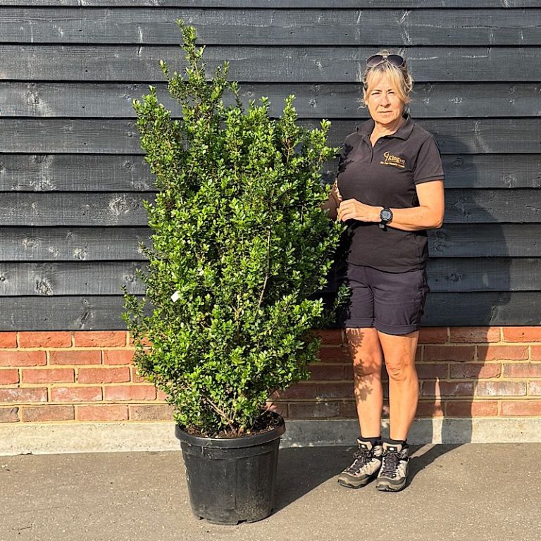 The Best Architectural Plants to Define Your Garden: Part One - King ...