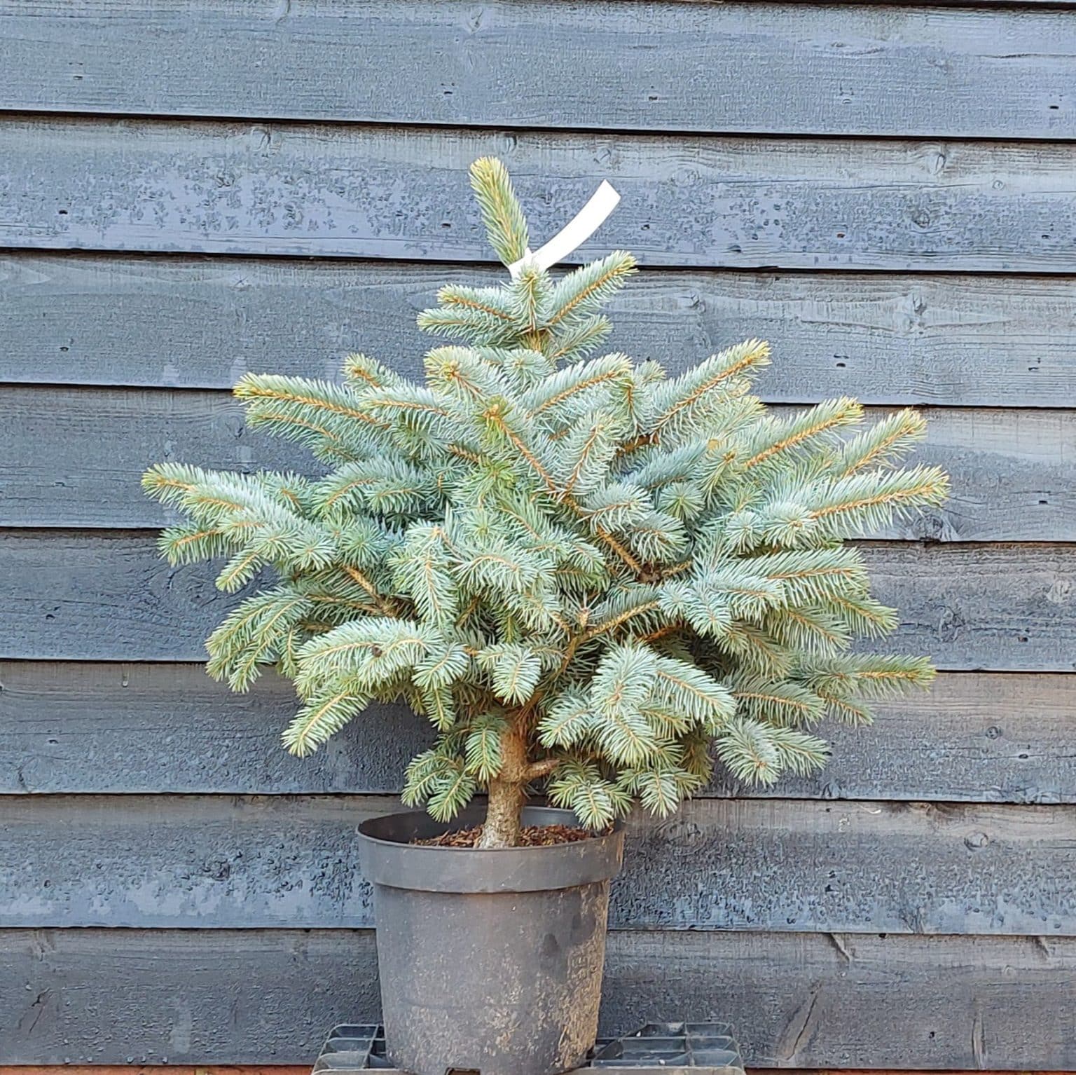 Latest News - King and Co the Tree Nursery
